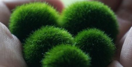 A Beginner’s Introduction to Differentiating Real and Fake Marimo ...