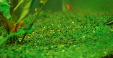 How to Treat a Sick Marimo Moss Ball – MossBall.com